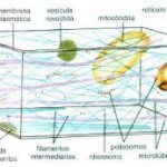 Qual é a Função dos Microtúbulos e dos Microfilamentos? | Mundo Ecologia