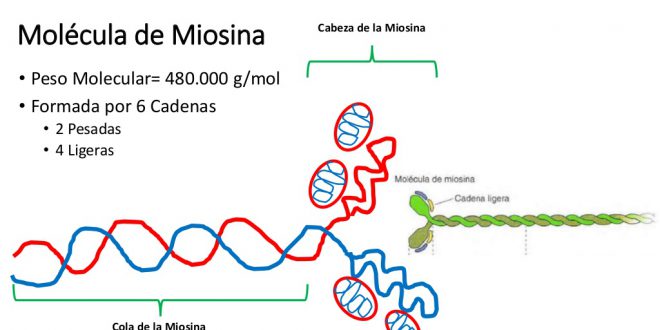Qual a Função dos Filamentos de Actina e Miosina? | Mundo Ecologia