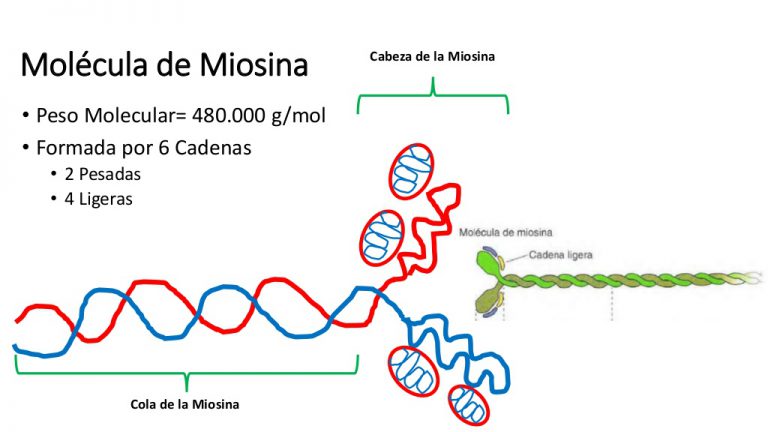 Qual a Função dos Filamentos de Actina e Miosina? | Mundo Ecologia