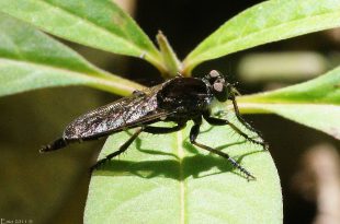 Mosca do Chifre: Caracteristicas, Como Evitar, Habitat e Fotos | Mundo ...