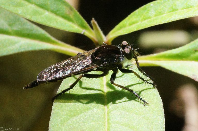 Quanto Tempo Demora Para Nascer Uma Larva de Mosca? – Mundo Ecologia