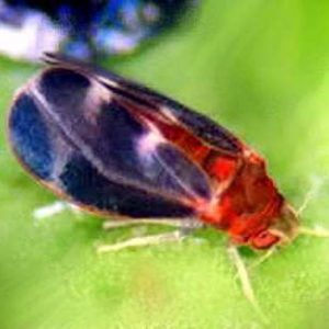 Quanto Tempo Demora Para Nascer Uma Larva de Mosca? – Mundo Ecologia