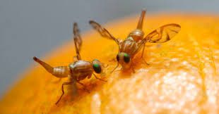 Quanto Tempo Demora Para Nascer Uma Larva de Mosca? – Mundo Ecologia