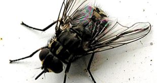 Mosca Típula (Melga): Caracteristicas, Nome Cientifico e Fotos | Mundo ...