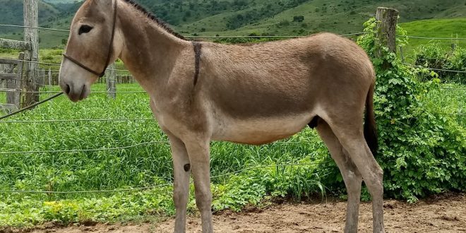 Ciclo de Vida da Mula: Quantos Anos Elas Vivem? | Mundo Ecologia