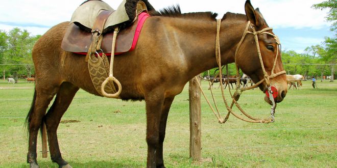 Comportamento da Mula, Hábitos e Modo de Vida do Animal | Mundo Ecologia