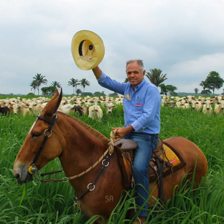 Haras de Mulas Marchadeiras: Tem no Brasil? Onde? | Mundo Ecologia