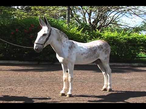 Mulas de Raça a Venda: Onde Comprar? Quanto Custa? | Mundo Ecologia