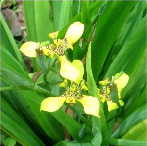 Flor Falsa Íris: Curiosidades e Fatos Interessantes Sobre a Planta ...