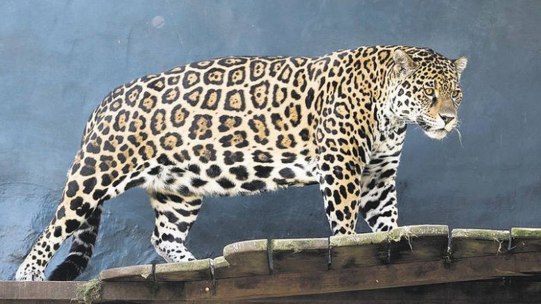 O Que Significa o Símbolo da Onça? | Mundo Ecologia