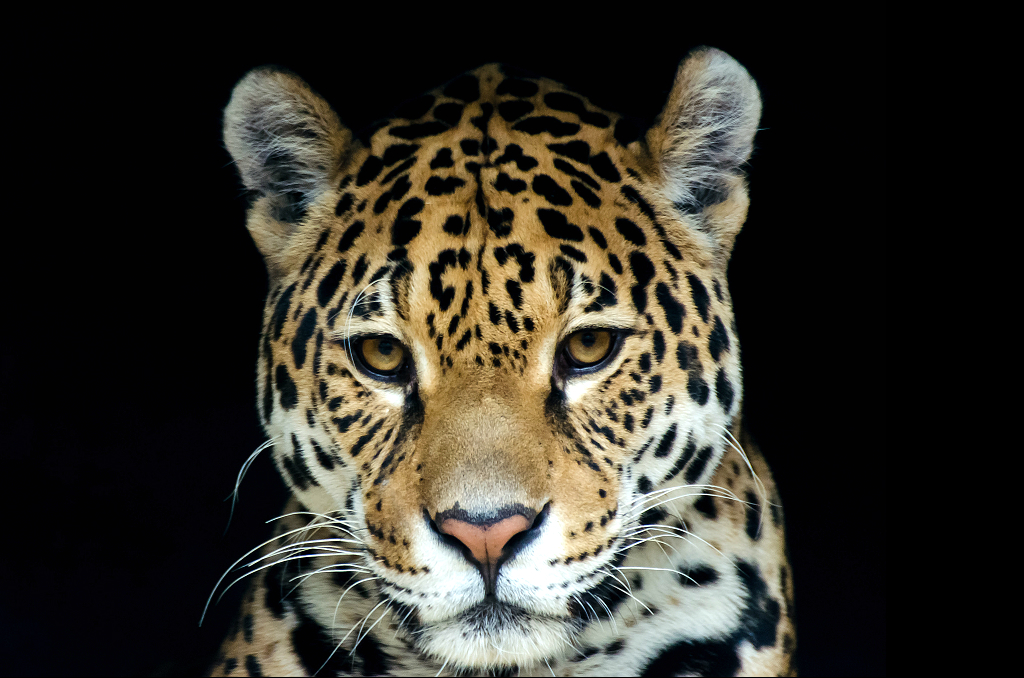 O Que Significa o Símbolo da Onça? | Mundo Ecologia