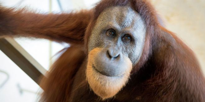 Tudo Sobre O Orangotango: Características, Nome Científico e Fotos ...