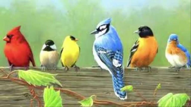 Por que é que os Pássaros Cantam? Qual o Motivo? | Mundo Ecologia