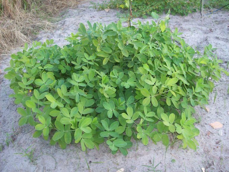 Como Nasce o Pé de Amendoim? Como se Deve Plantar? | Mundo Ecologia