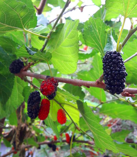 Ficha Técnica do Pé de Amora: Raiz, Folhas, Tronco e Fotos – Mundo Ecologia