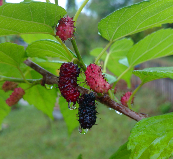 Ficha Técnica do Pé de Amora: Raiz, Folhas, Tronco e Fotos – Mundo Ecologia