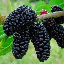 Ficha Técnica do Pé de Amora: Raiz, Folhas, Tronco e Fotos – Mundo Ecologia