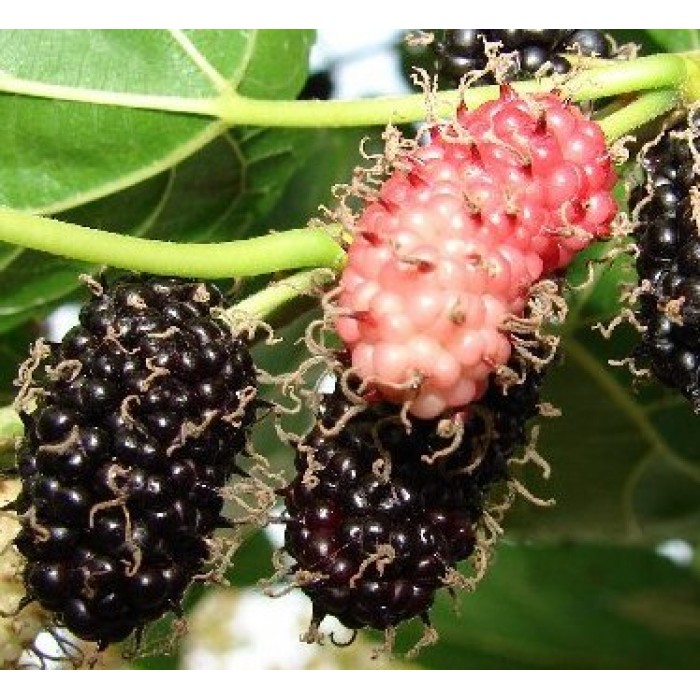 Ficha Técnica do Pé de Amora: Raiz, Folhas, Tronco e Fotos – Mundo Ecologia