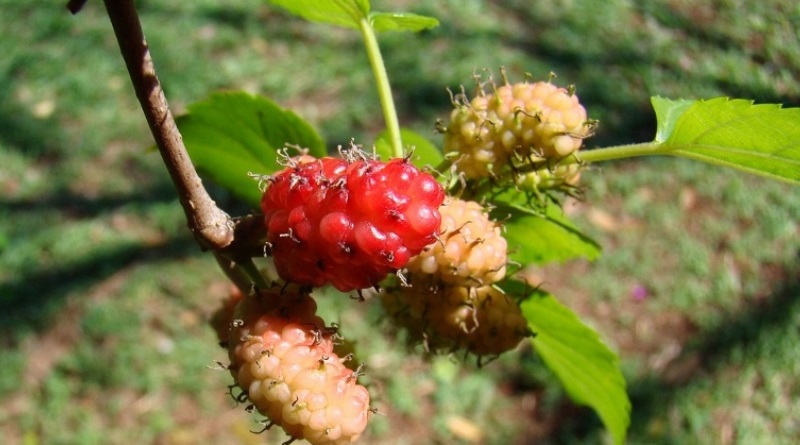 Ficha Técnica do Pé de Amora: Raiz, Folhas, Tronco e Fotos – Mundo Ecologia