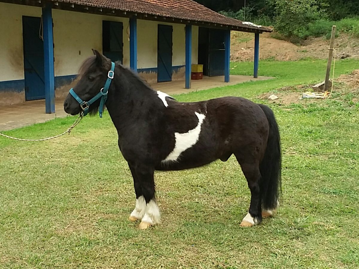 Raça De Cavalo (Pônei) Asturcón: Características, História E Fotos ...