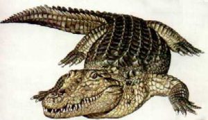 Lista de Ancestrais dos Crocodilos: Especies e Características – Mundo ...