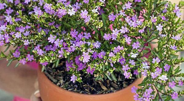 História Da Flor Oriental Érica, Significado E Origem Da Planta | Mundo ...