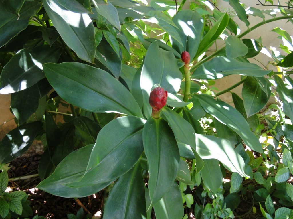 Planta Cana de Macaco: Caule, Raiz, Folha, Flor e Enraizamento – Mundo ...