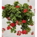 Gerânio Pendente: Como Cultivar, Características e Fotos | Mundo Ecologia