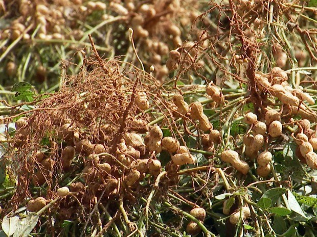 História do Amendoim, Origem da Planta no Brasil e Europa | Mundo Ecologia