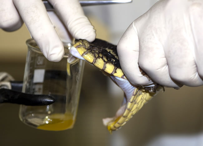 Como é Feito o Soro Contra Veneno de Animais Peçonhentos? | Mundo Ecologia