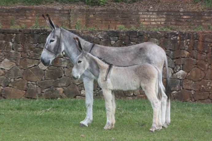 Mulas de Raça a Venda: Onde Comprar? Quanto Custa? | Mundo Ecologia