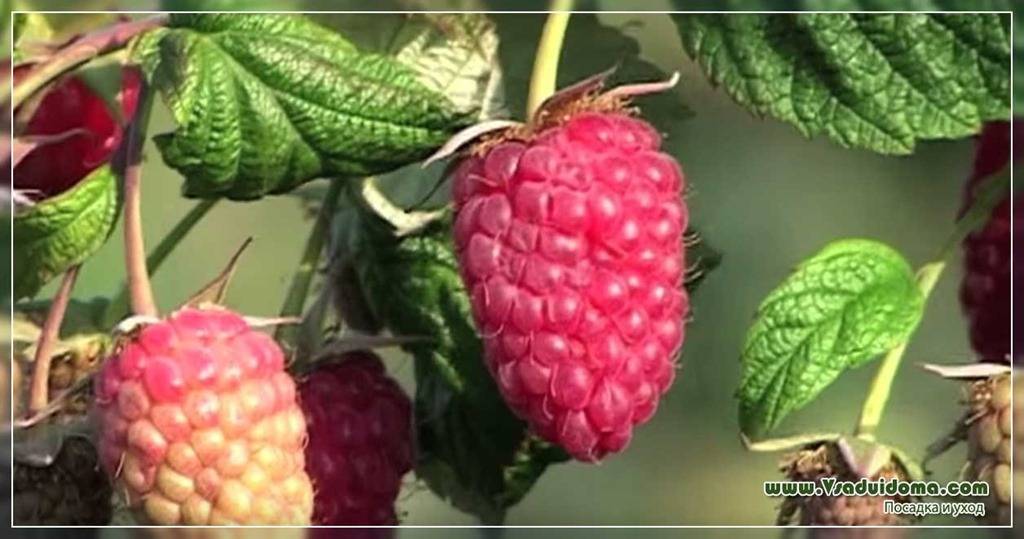 Framboesa Heritage: Características, Nome Cientifico e Fotos | Mundo ...