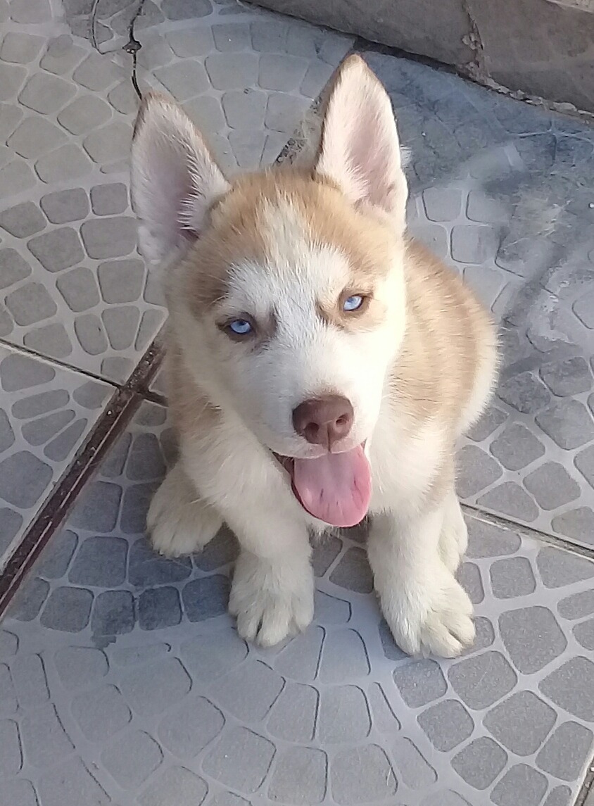 Ciclo de Vida do Husky Siberiano: Quantos Anos Eles Vivem? | Mundo Ecologia