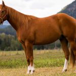 Qual é a Classificação do Cavalo? Reino, Filo, Classe e Ordem | Mundo ...