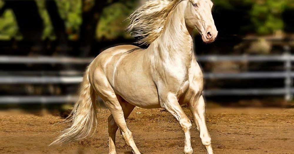 Qual é a Classificação do Cavalo? Reino, Filo, Classe e Ordem | Mundo ...