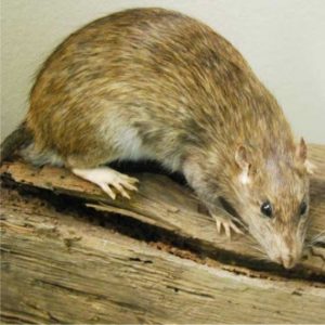 Qual a Diferença Entre um Rato e Uma Ratazana? – Mundo Ecologia