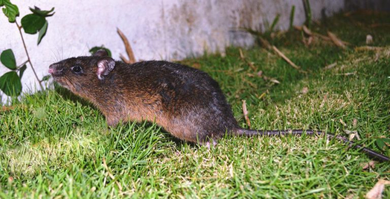 Tudo Sobre o Rato: Características, Nome Cientifico e Fotos – Mundo ...