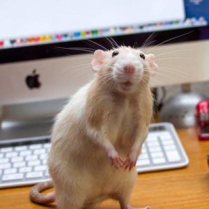 Tudo Sobre o Rato: Características, Nome Cientifico e Fotos – Mundo ...