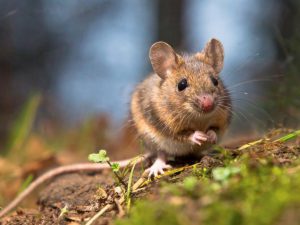 Tudo Sobre o Rato: Características e Fotos | Mundo Ecologia