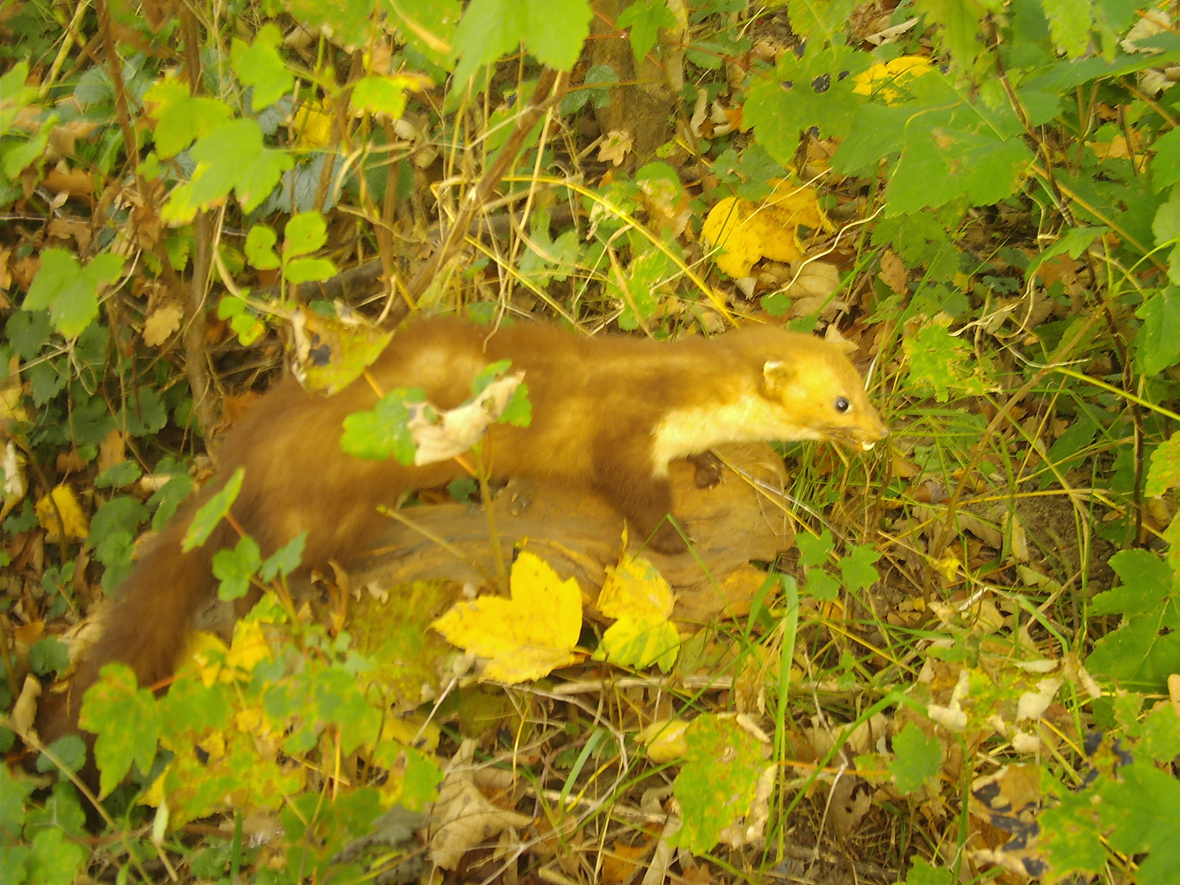 Historia da Fuinha e Origem do Animal – Mundo Ecologia