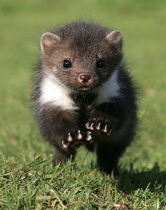 Historia da Fuinha e Origem do Animal – Mundo Ecologia
