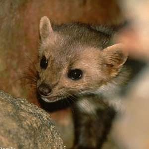 Historia da Fuinha e Origem do Animal – Mundo Ecologia