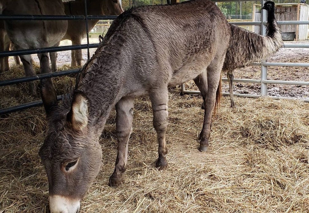 Reprodução do Burro: Filhotes e Período de Gestação | Mundo Ecologia