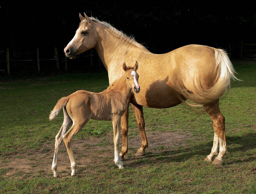 Comportamento do Cavalo, Hábitos e Modo de Vida do Animal | Mundo Ecologia