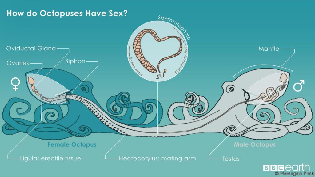 Como O Polvo Se Locomove? Sistema Locomotor Do Polvo | Mundo Ecologia