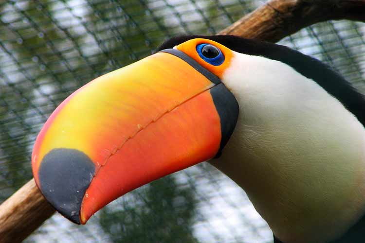 Tucano-Toco: Características, Nome Científico, Habitat e Fotos | Mundo ...