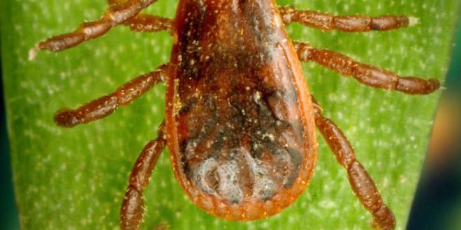 Lista dos Tipos de Carrapatos: Espécies com Nomes e Fotos | Mundo Ecologia