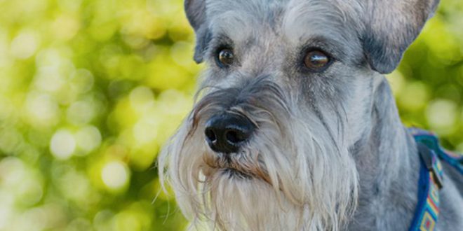 Qual é a Raça do Cachorro Bidu da Turma da Mônica? | Mundo Ecologia