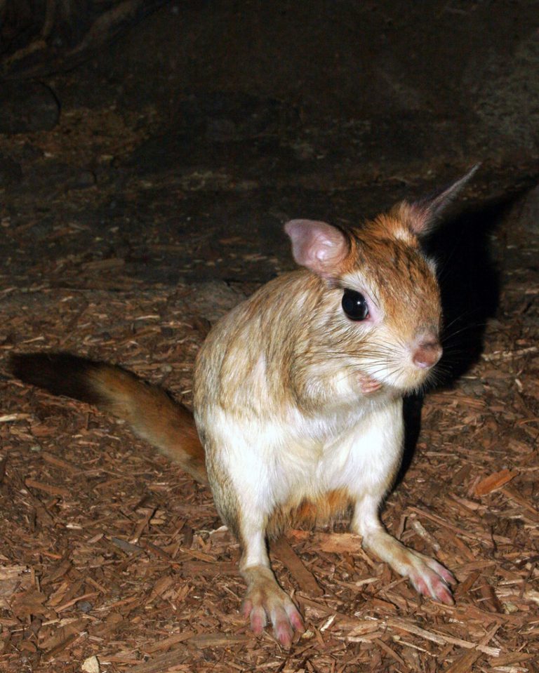 Tudo Sobre o Rato: Características e Fotos | Mundo Ecologia