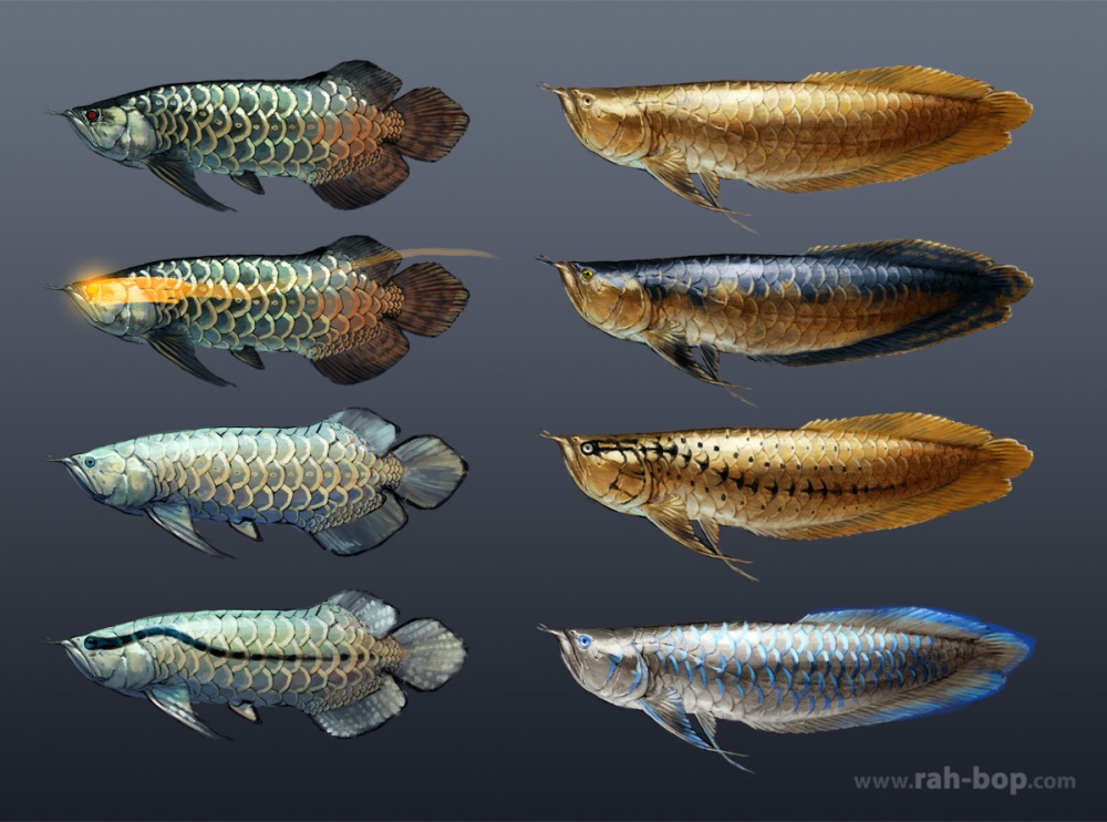 Comportamento do Peixe Aruanã, Hábitos e Modo de Vida – Mundo Ecologia